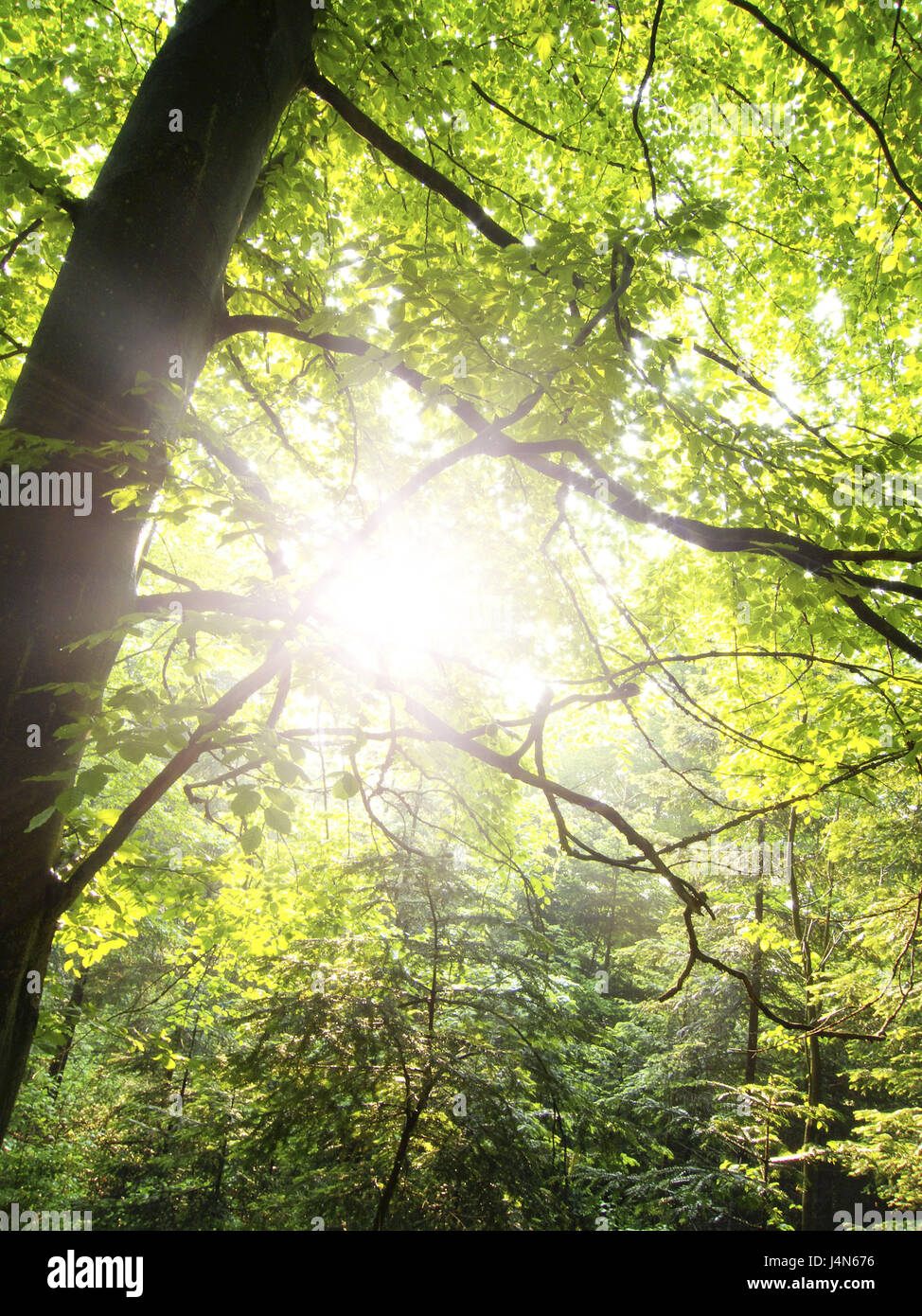 Wood, sunlight, tree, green Stock Photo - Alamy