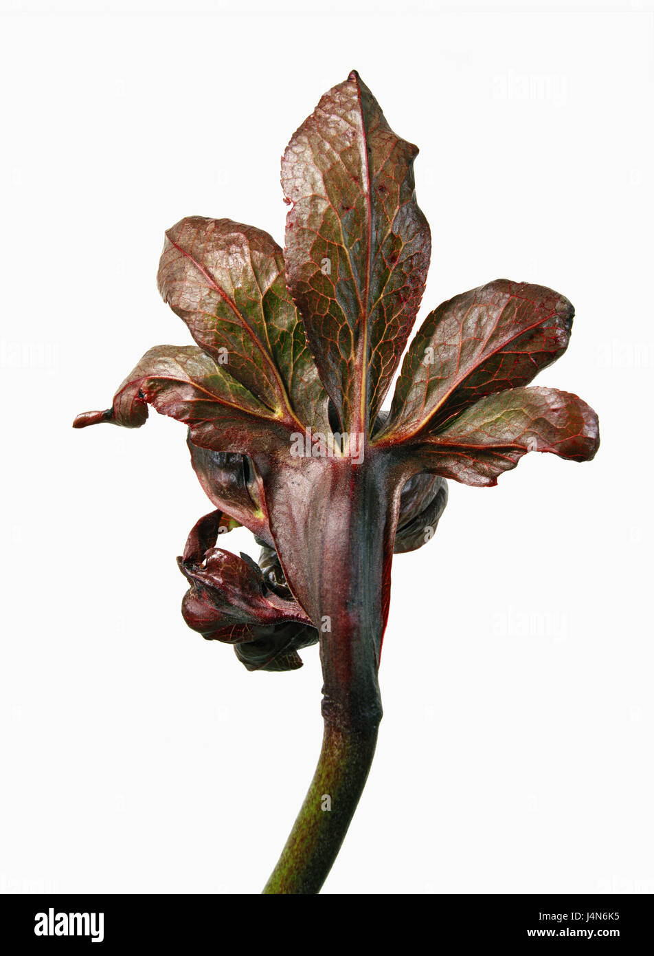 Christmas rose, name: Helleborus orientalis hybrid, bud Stock Photo - Alamy