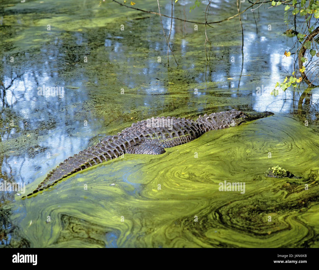 Alligator Farm High Resolution Stock Photography and Images - Alamy