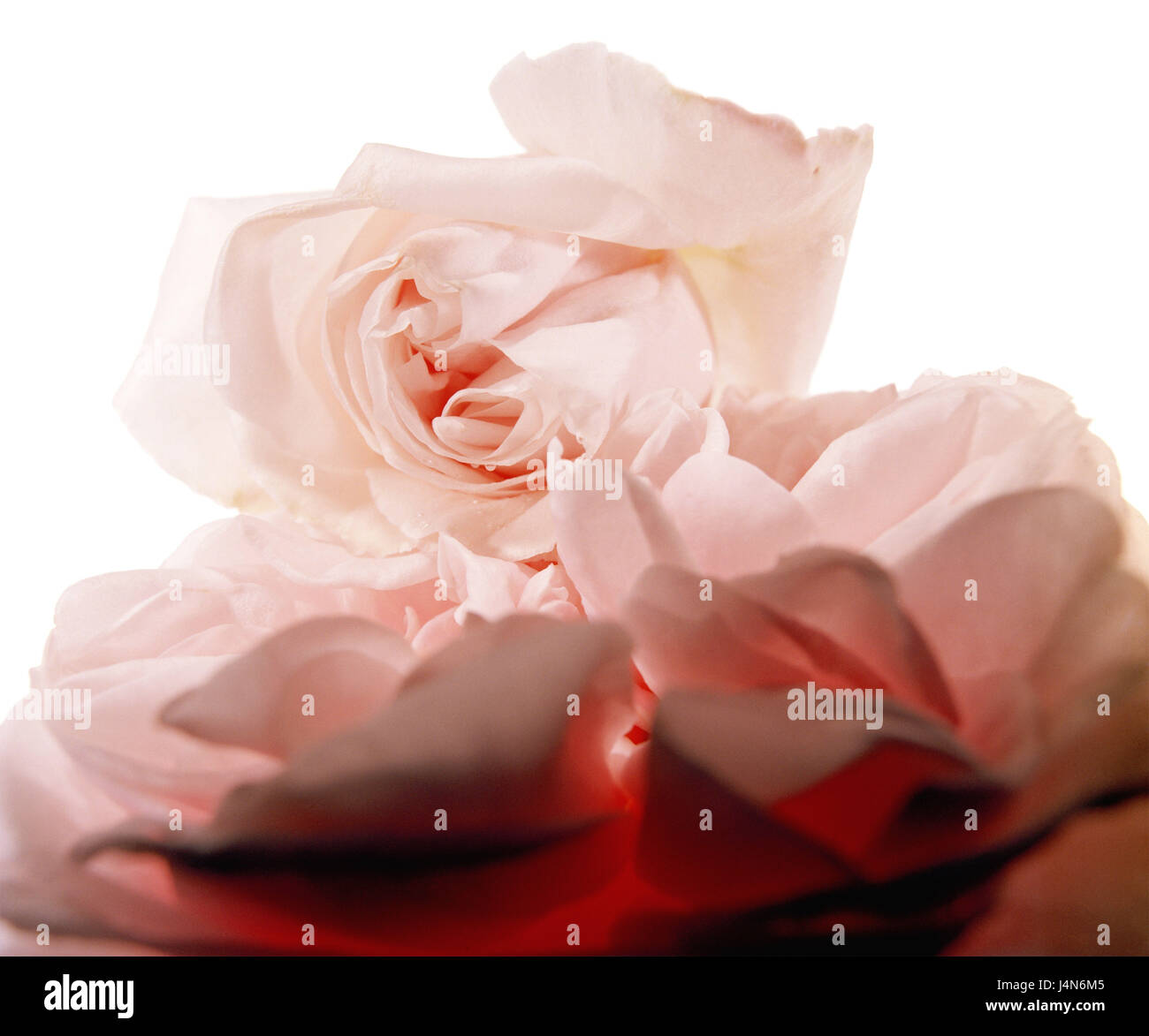 Malmaison france rose hi-res stock photography and images - Alamy