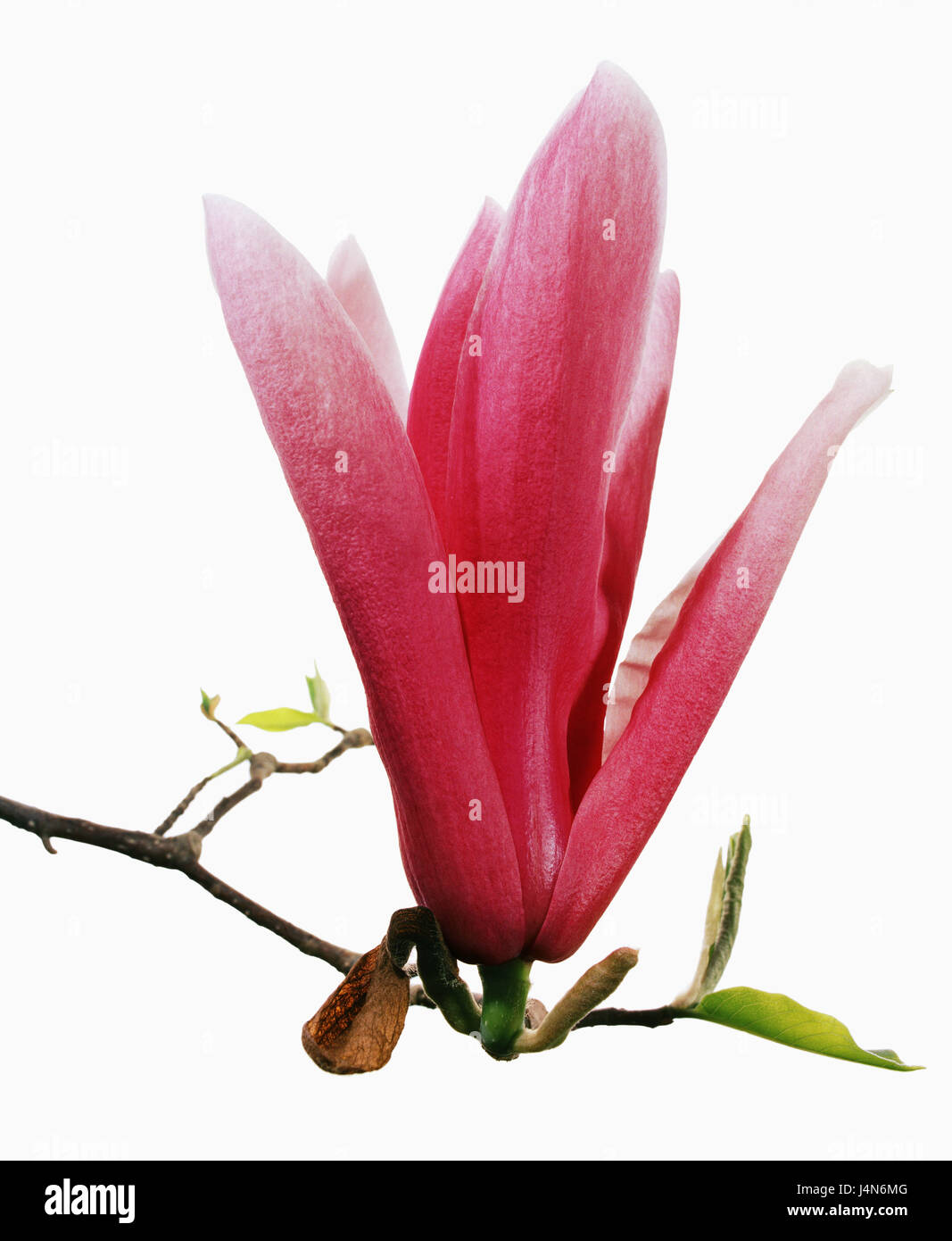 Magnolia, name: 'Royal Crown' Stock Photo - Alamy
