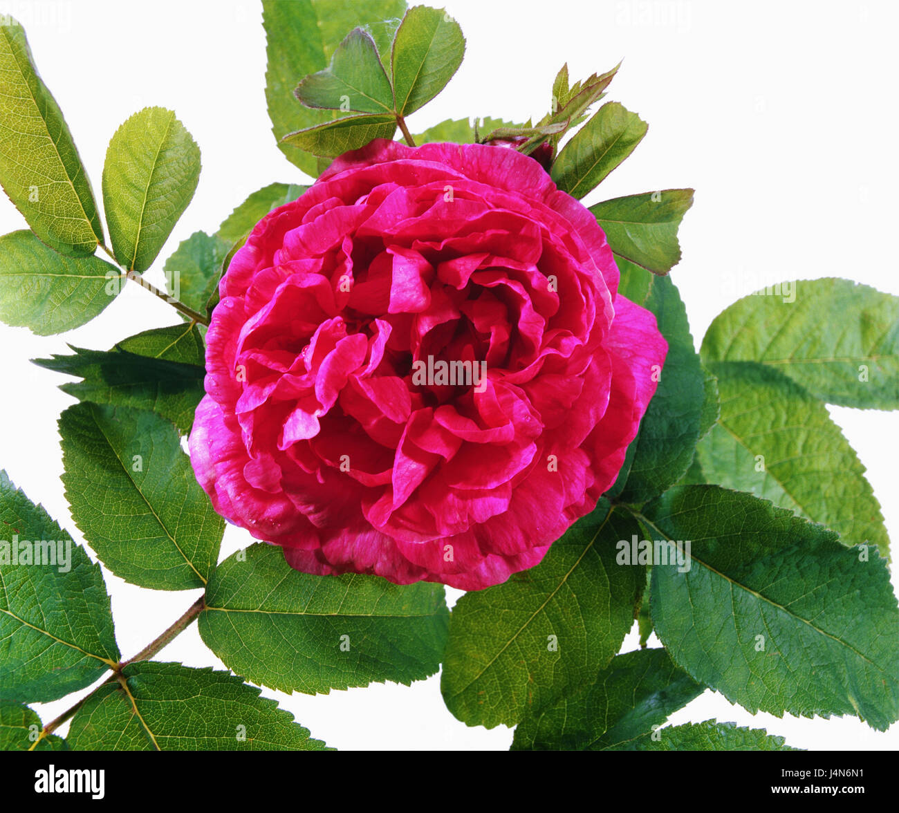 Breeders souchet hi-res stock photography and images - Alamy