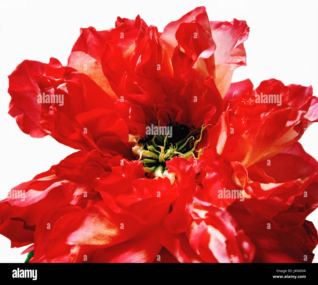 Rose, name: 'Général Galliéni', dissection Chinenses, tea roses ...