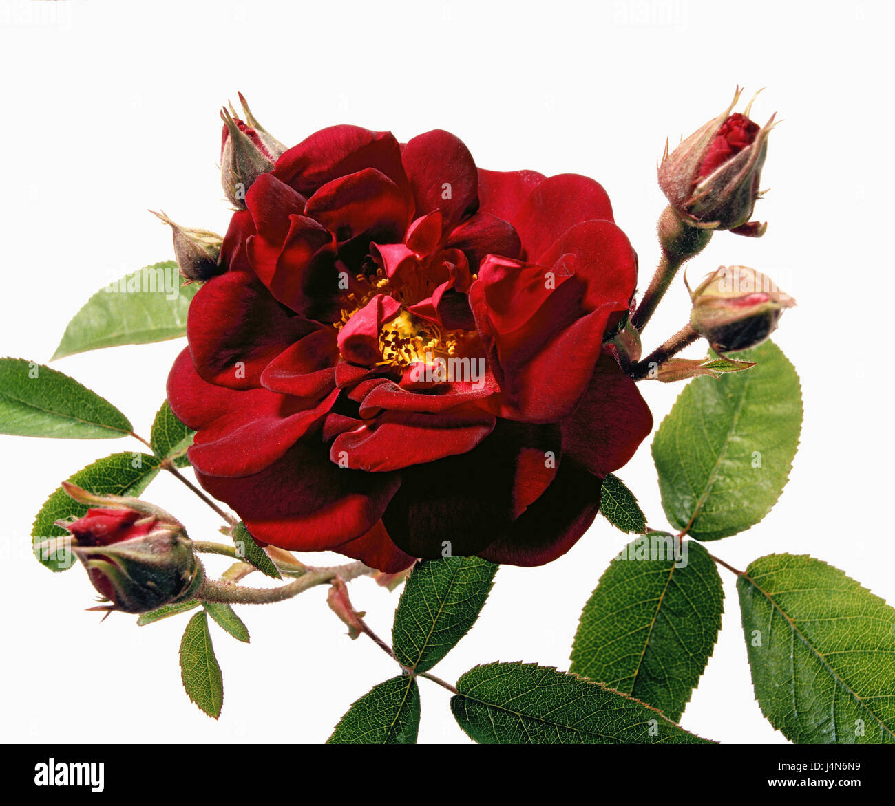 Flower dissection hi-res stock photography and images - Alamy