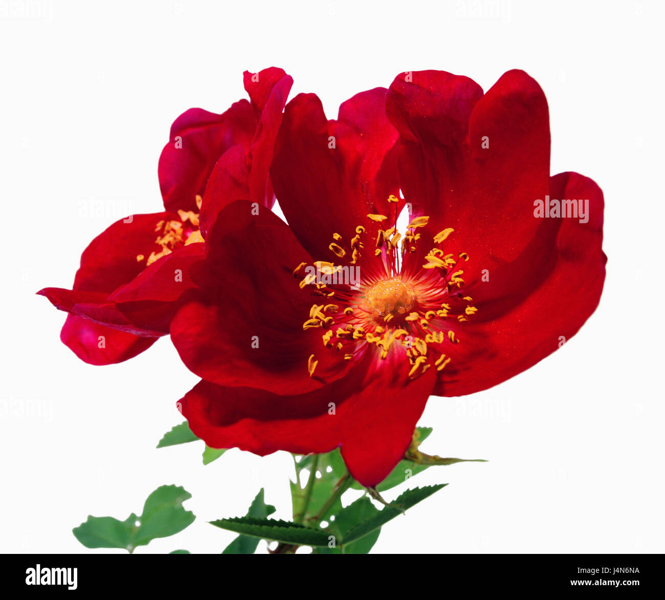 Rose, name: 'Single Red', dissection Pimpinellifoliae, Bibernellrosen ...