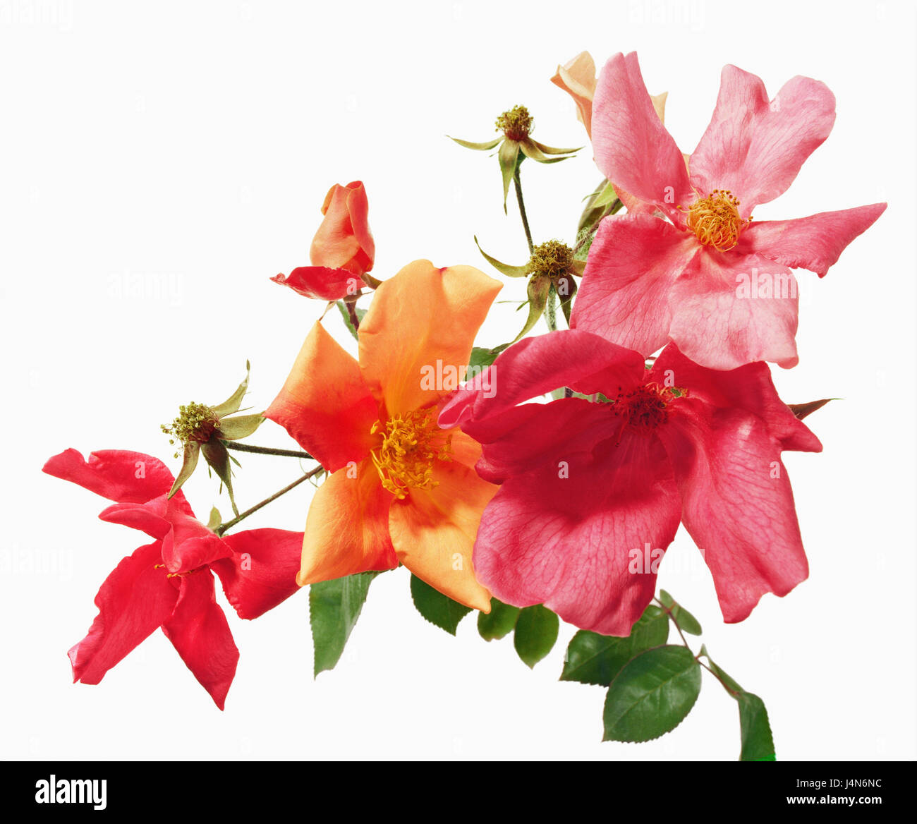Rose, name: 'Mutabilis', dissection Chinenses, China roses, 19th ...