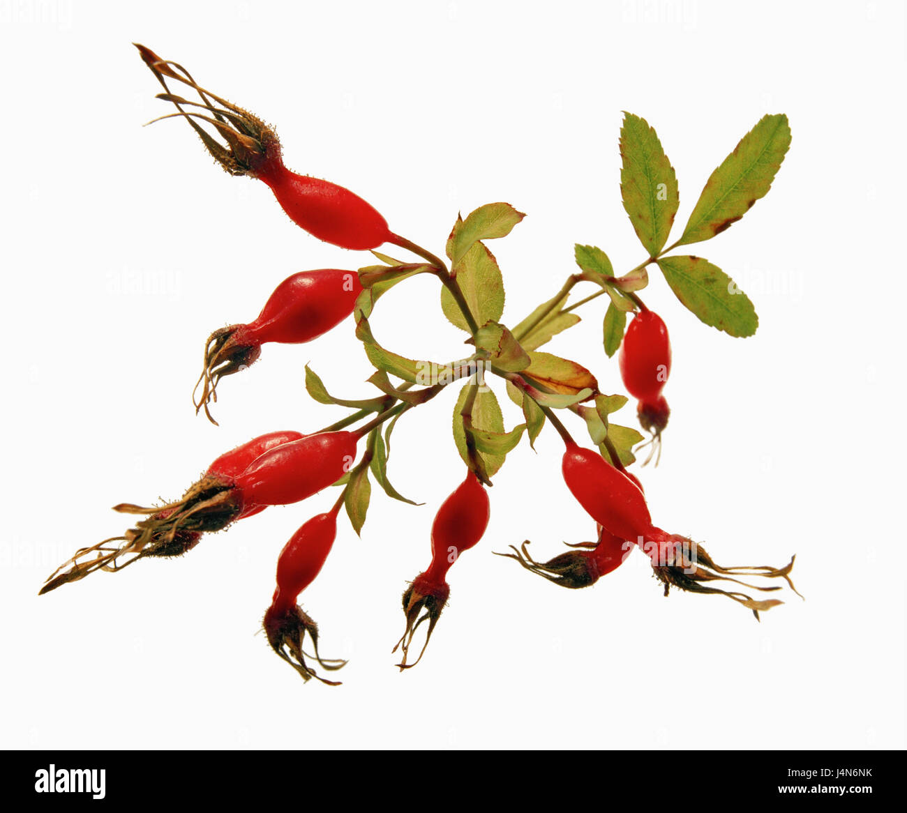 Rose, name: Rose giraldii Crép., dissection Cinnamomeae, wild roses ...