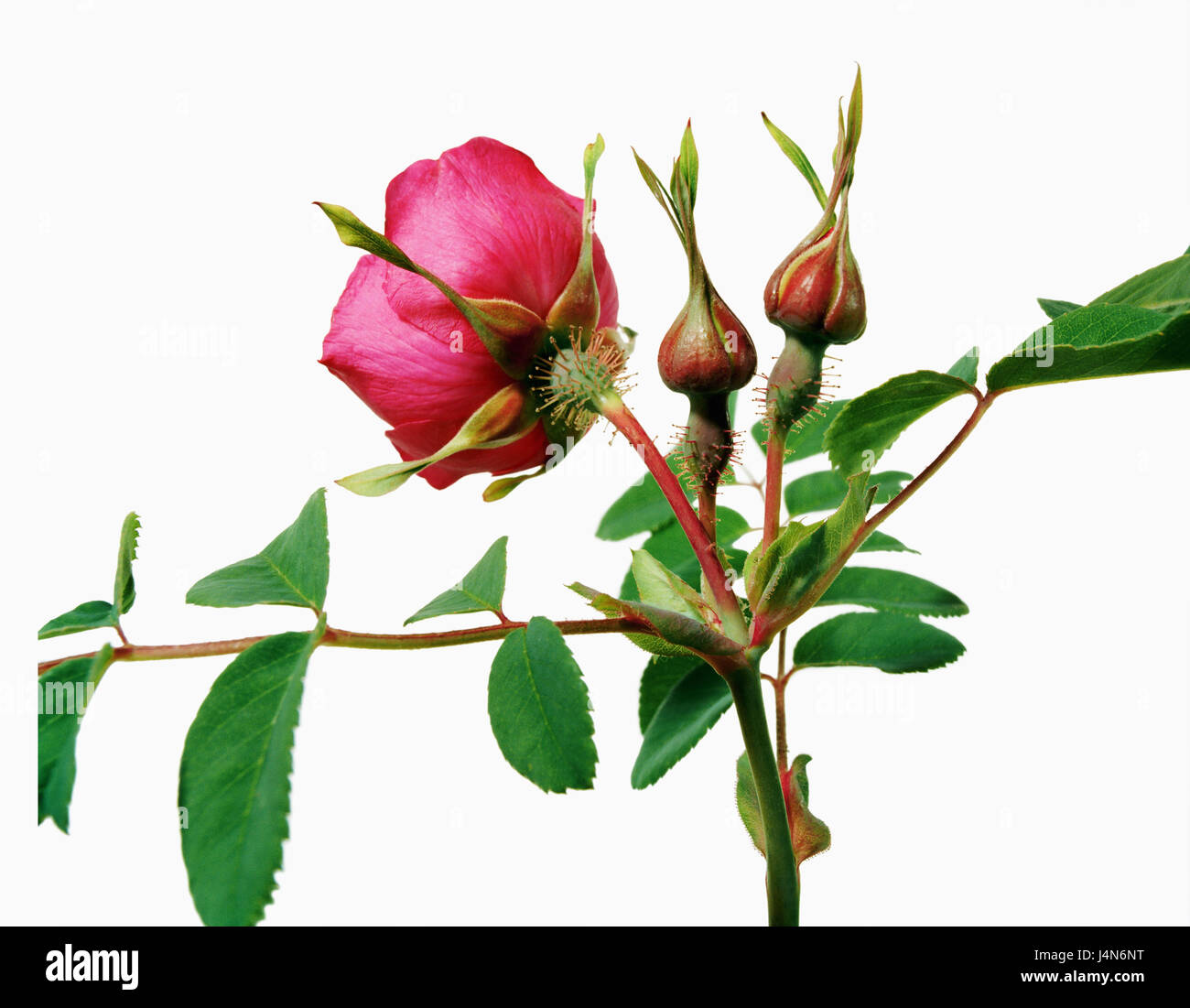 Rolfe hi-res stock photography and images - Alamy