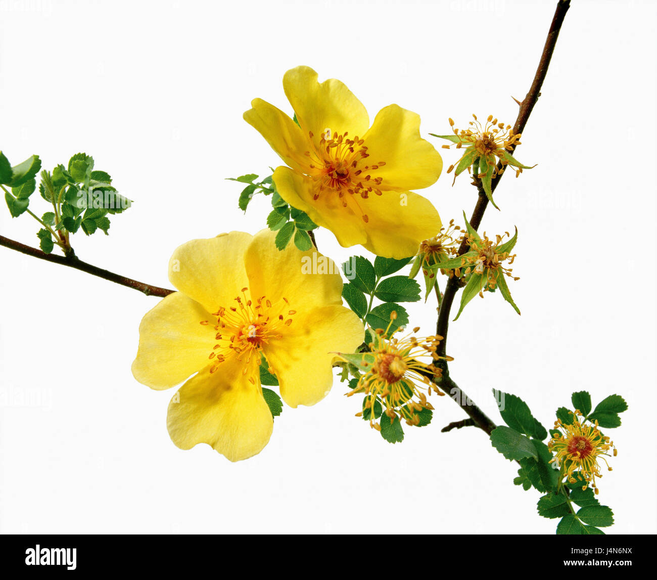 Flower dissection hi-res stock photography and images - Alamy