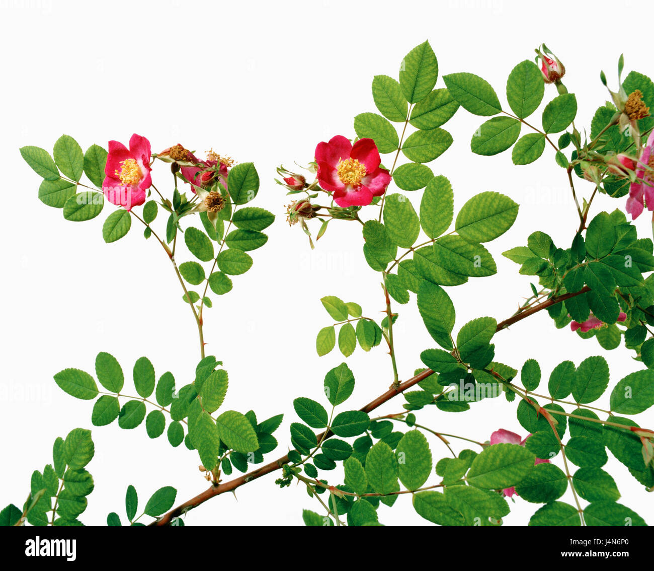 Flower dissection hi-res stock photography and images - Alamy