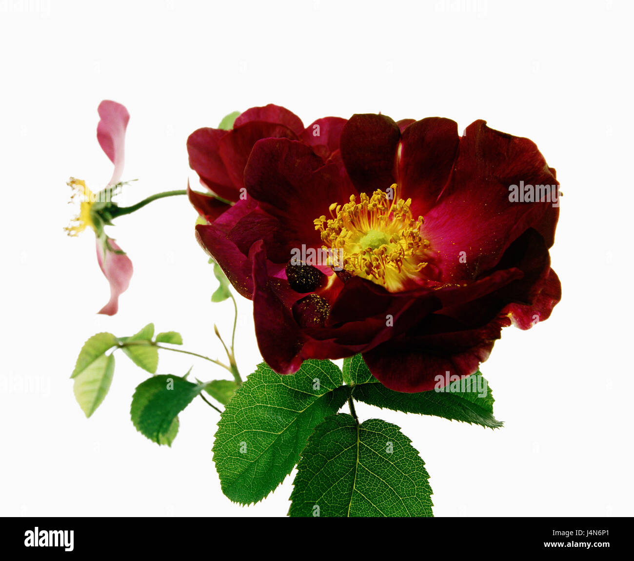 Flower dissection hi-res stock photography and images - Alamy