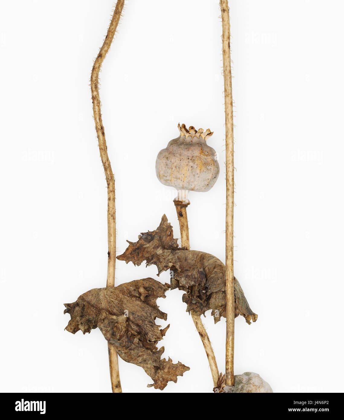 Poppy seed, Papaver somniferum, capsule, dryly Stock Photo - Alamy