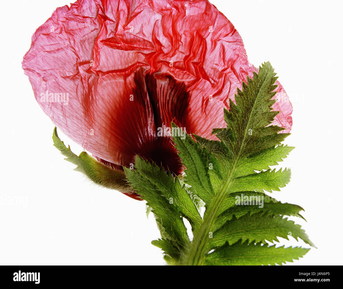 Poppy seed, seedling, close up Stock Photo - Alamy