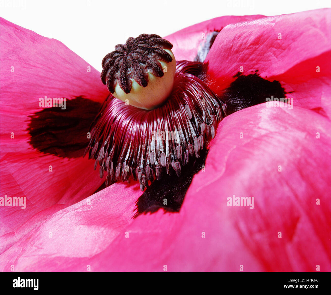 Frunchtknoten hi-res stock photography and images - Alamy