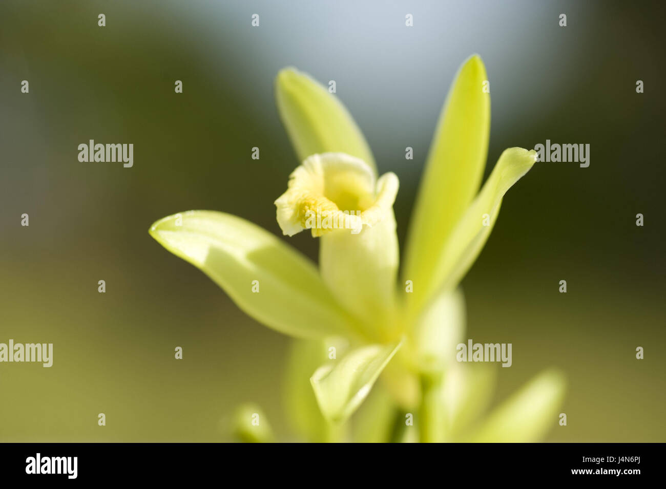 Real vanilla, Vanilla planifolia, blossom, plant, orchid, orchid plant ...
