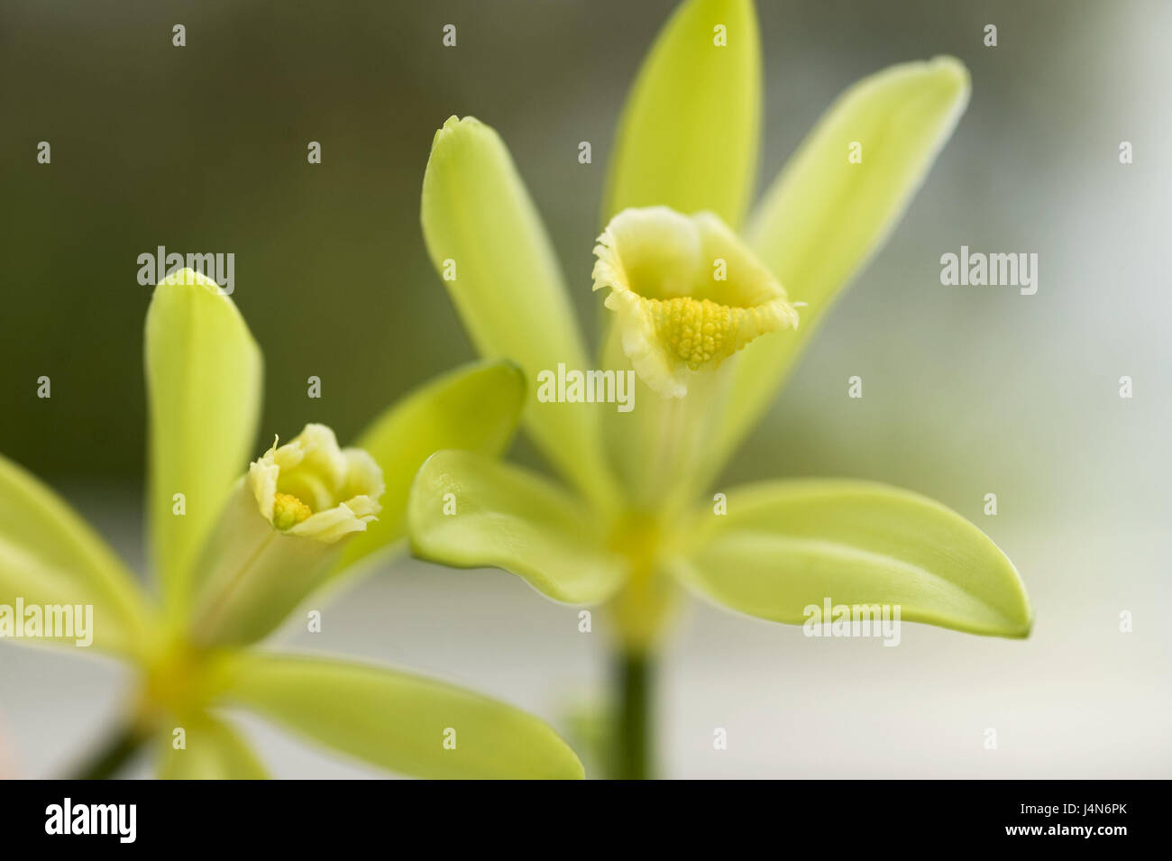Real vanilla, Vanilla planifolia, blossoms, plant, orchid, orchid plant ...