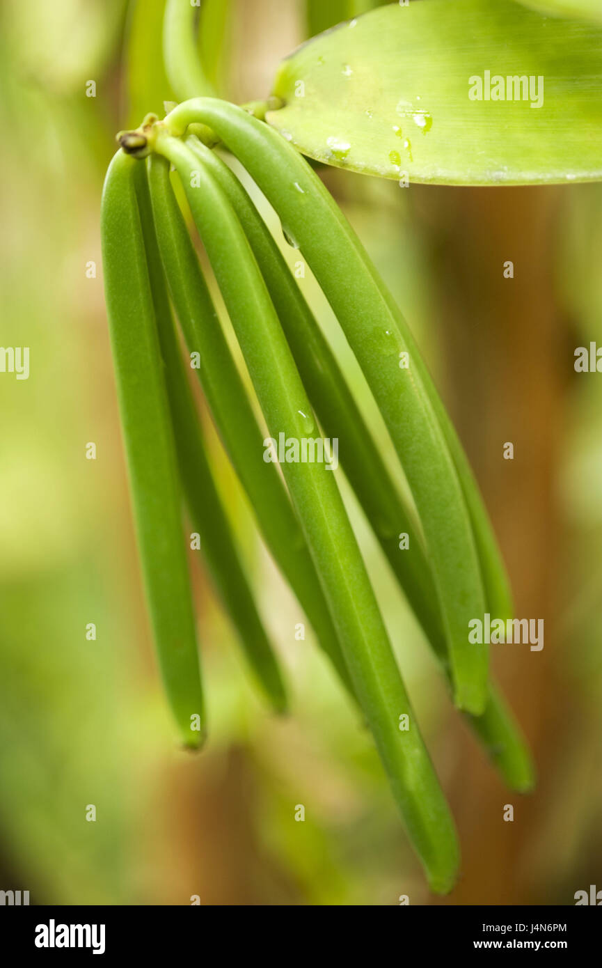 Real vanilla, Vanilla planifolia, pods, plant, vanilla, vanilla-pods ...