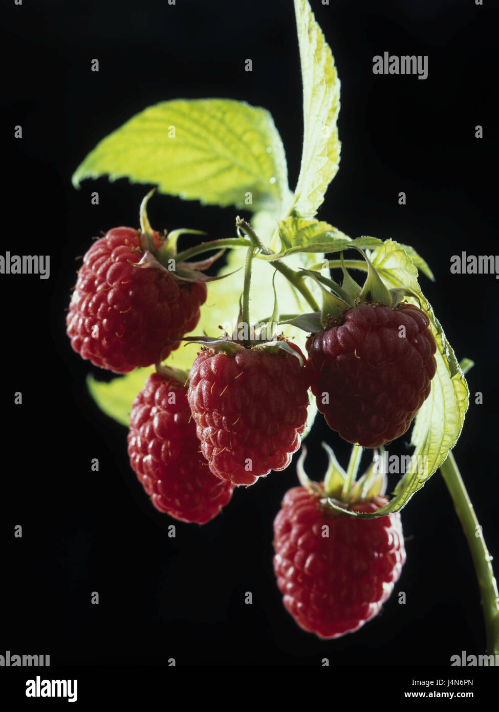 Fork, raspberries, ripe, raspberry shrub, rose plants, collective ...