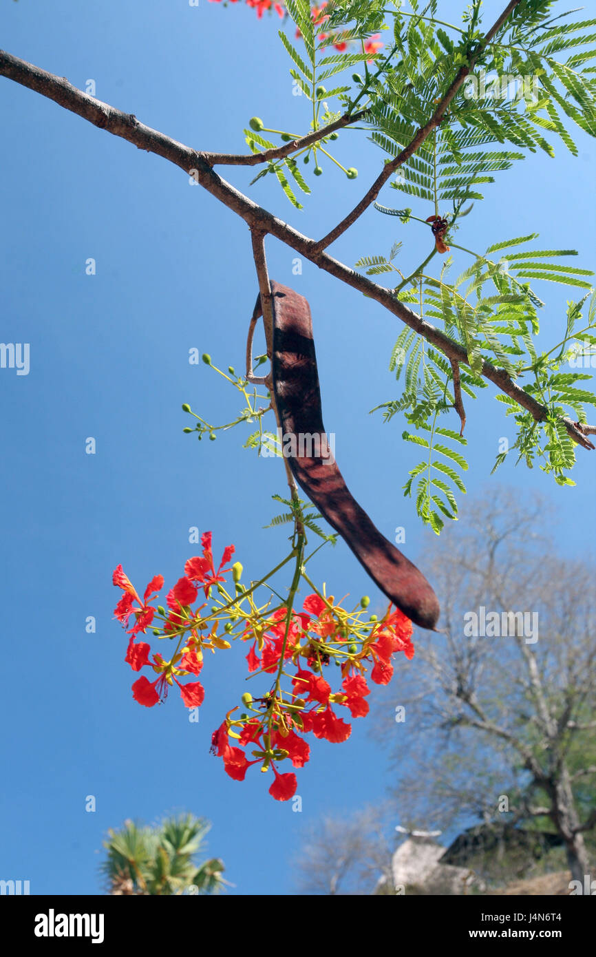 Democratic republic of Timor-Leste, Roca, tree, plant, blossoms, foetus ...