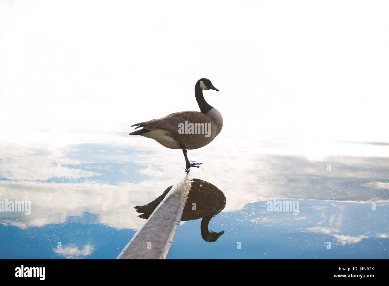 Happy goose hi-res stock photography and images - Alamy
