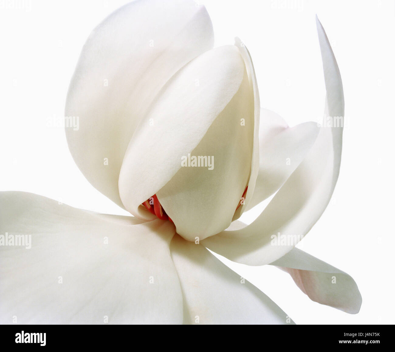 Magnolia, Magnolia campbellii var. alb Stock Photo - Alamy