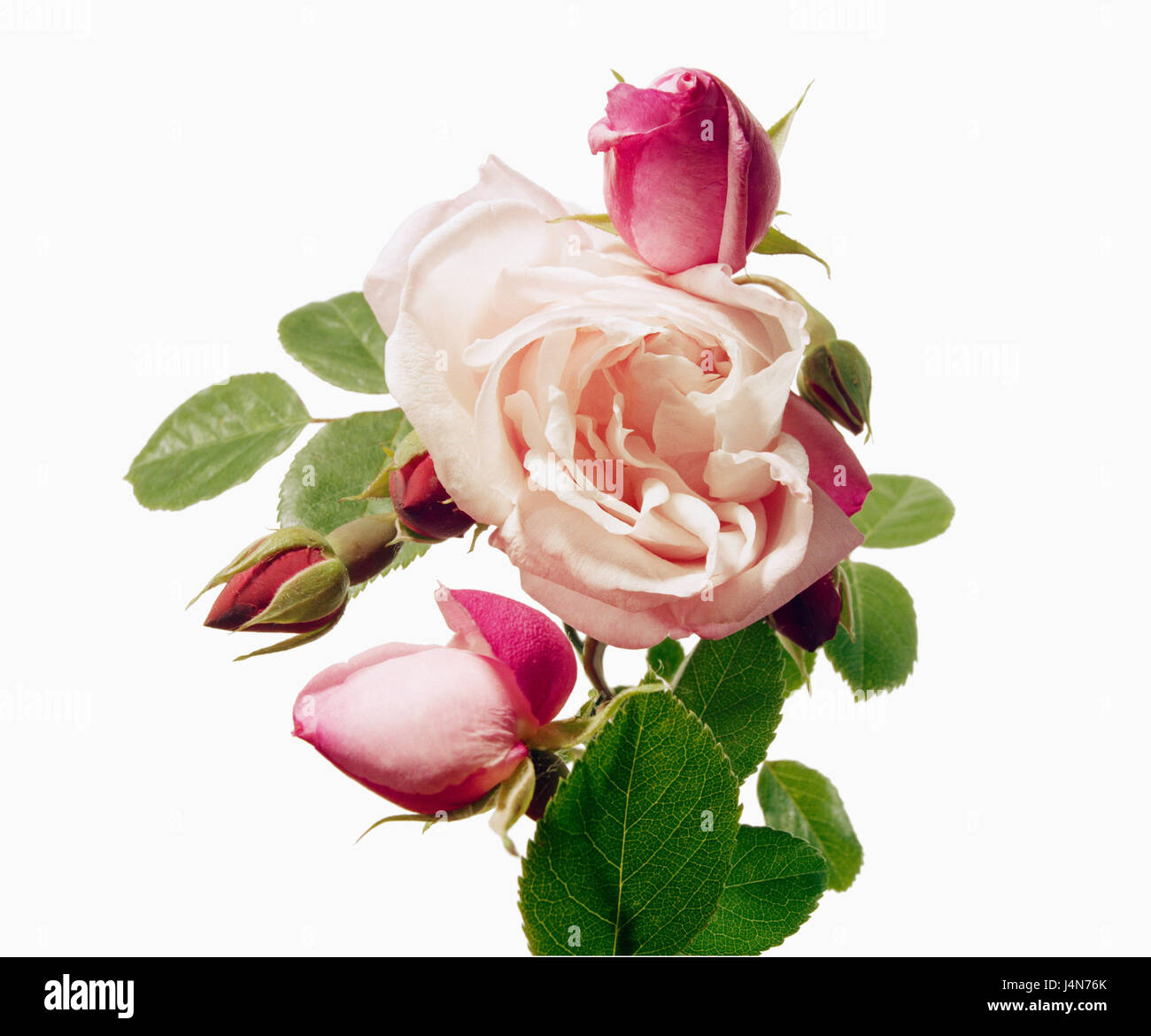 Dissection synstylae hi-res stock photography and images - Alamy