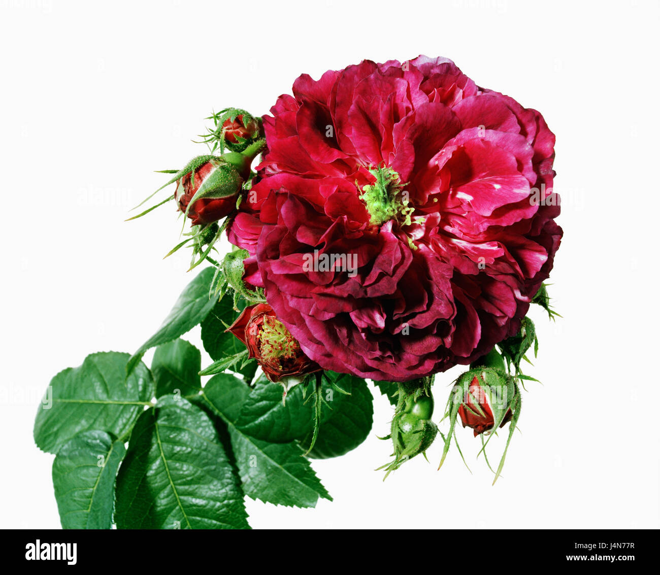 Rose, name: 'Triomphe de L'Exposition', dissection Chinenses, Remontant ...