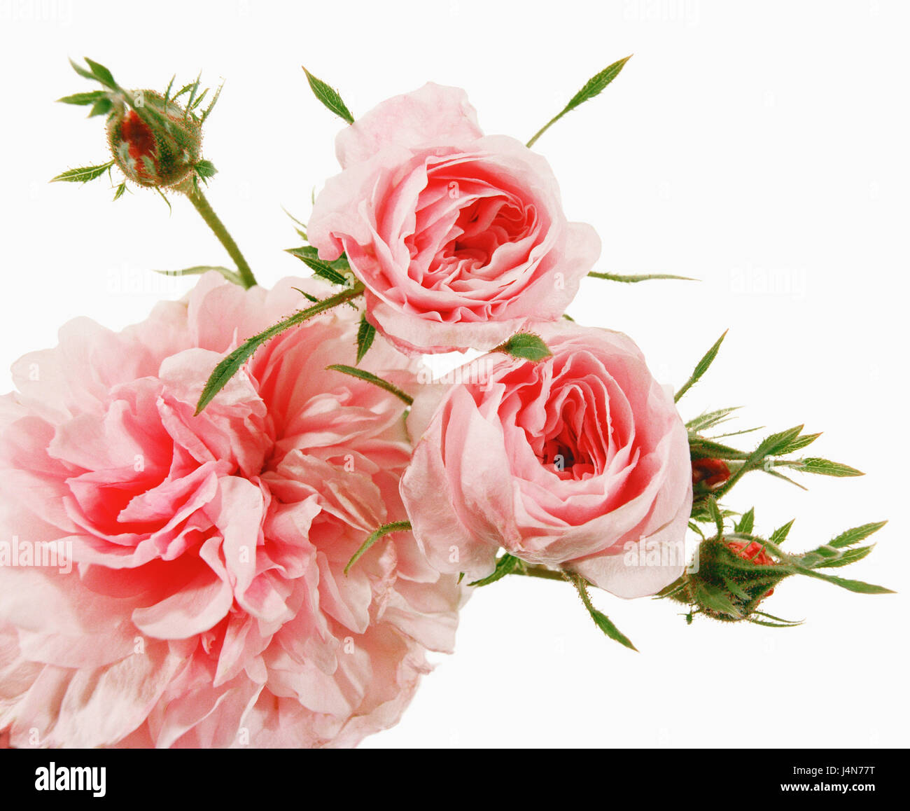 Rose, name: Rose x centifolia 'Minor', dissection Gallicanae ...