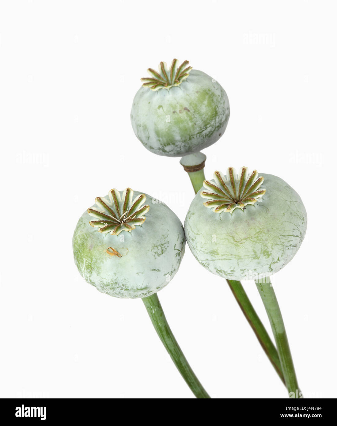 Poppy seed, Papaver of somniferum' cherry of Glow', capsules Stock ...
