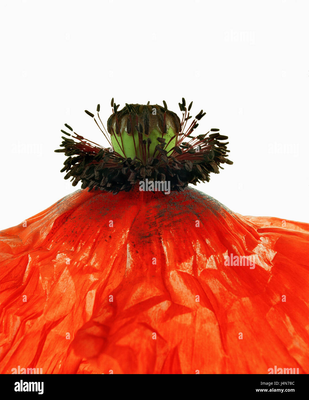 Poppy seed, seedling, close up Stock Photo - Alamy