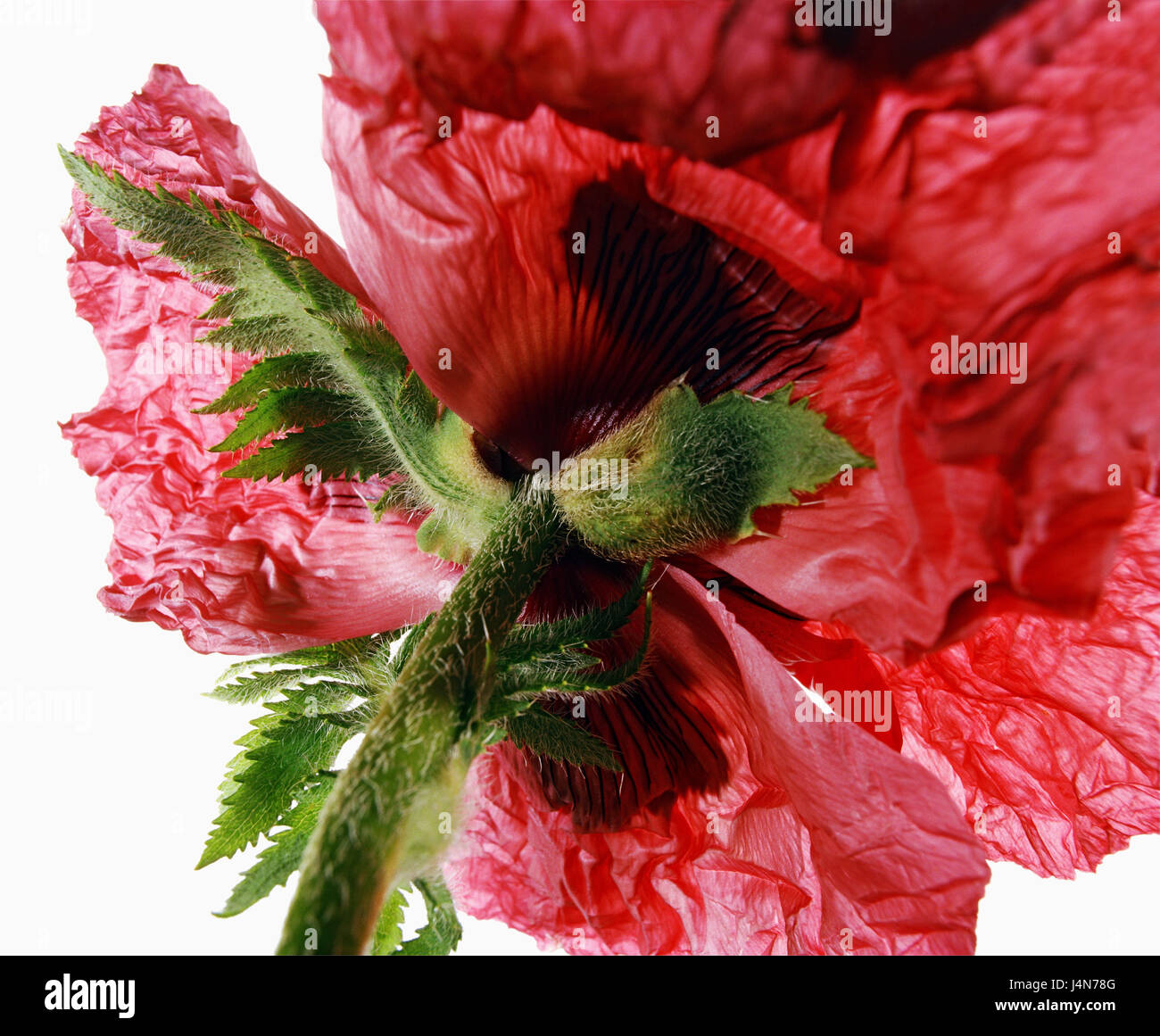 Poppy seed, seedling, close up Stock Photo - Alamy