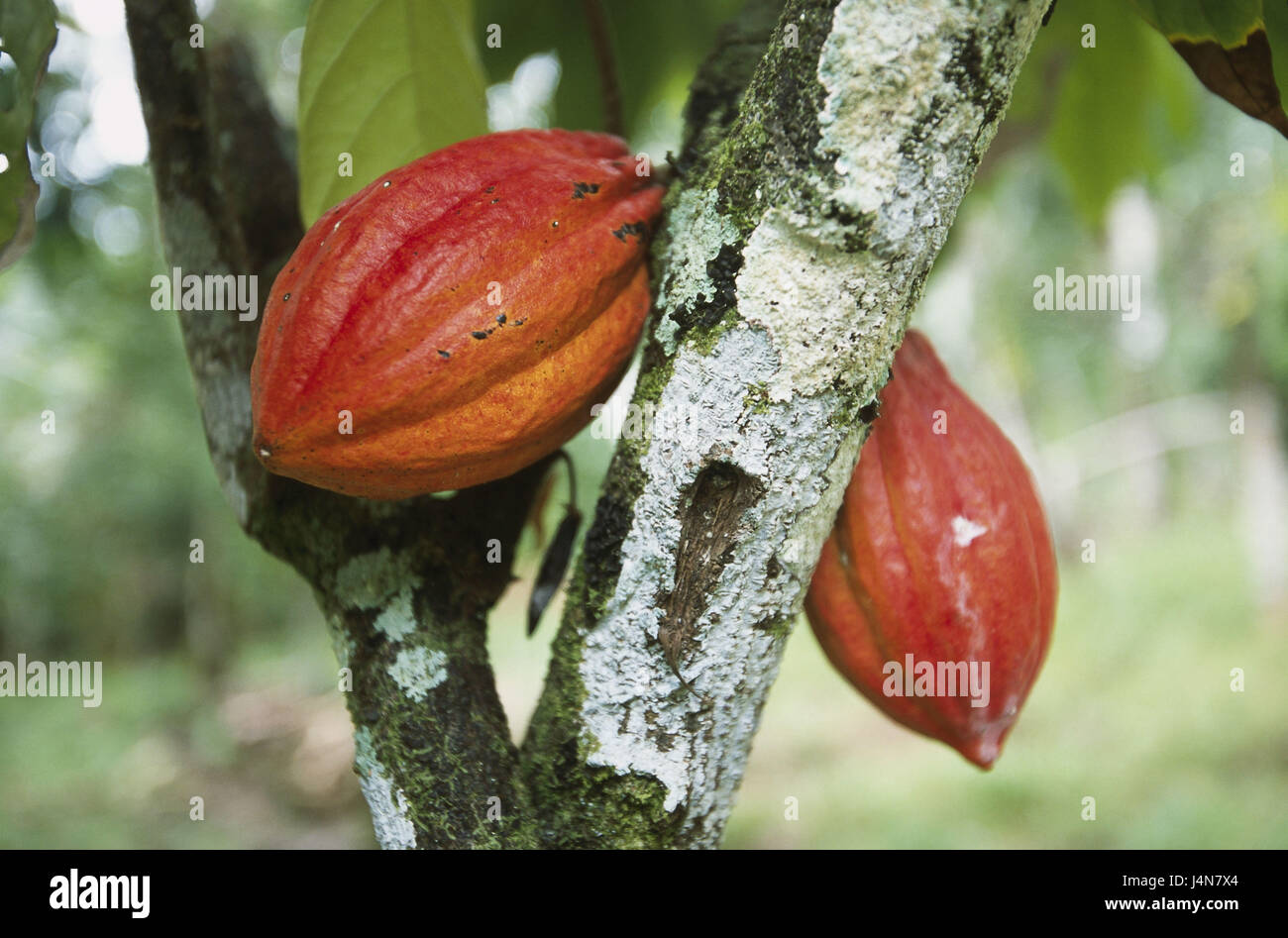 Cuba, Baracoa, cacao-tree, detail, fruits, Theobroma cacao, Central ...