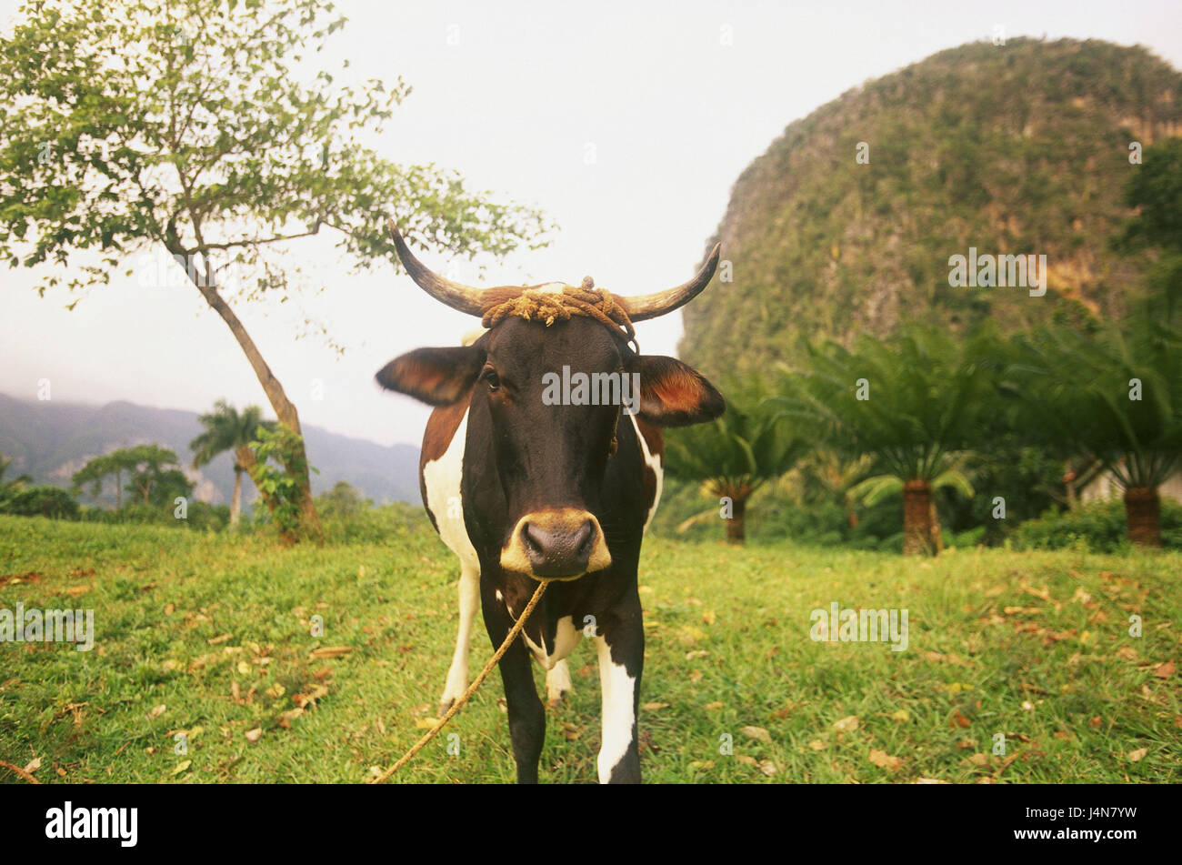 Cuba, Pinar del Rio, Vinales, meadow, cow, bound, food search, Central ...
