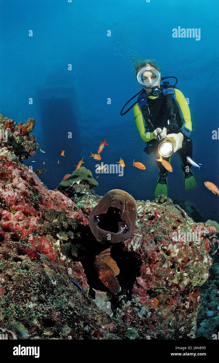 Soot head-Muränen, Gymnothorax flavimarginatus, diver Stock Photo - Alamy