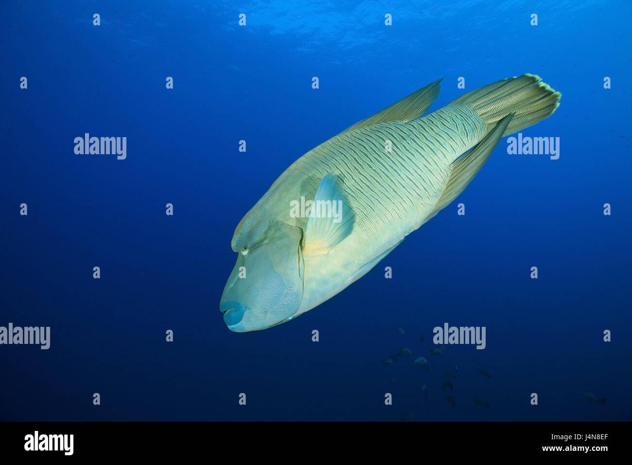 Underwater recording, Napoleon's fish, Cheilinus undulatus, Egypt ...