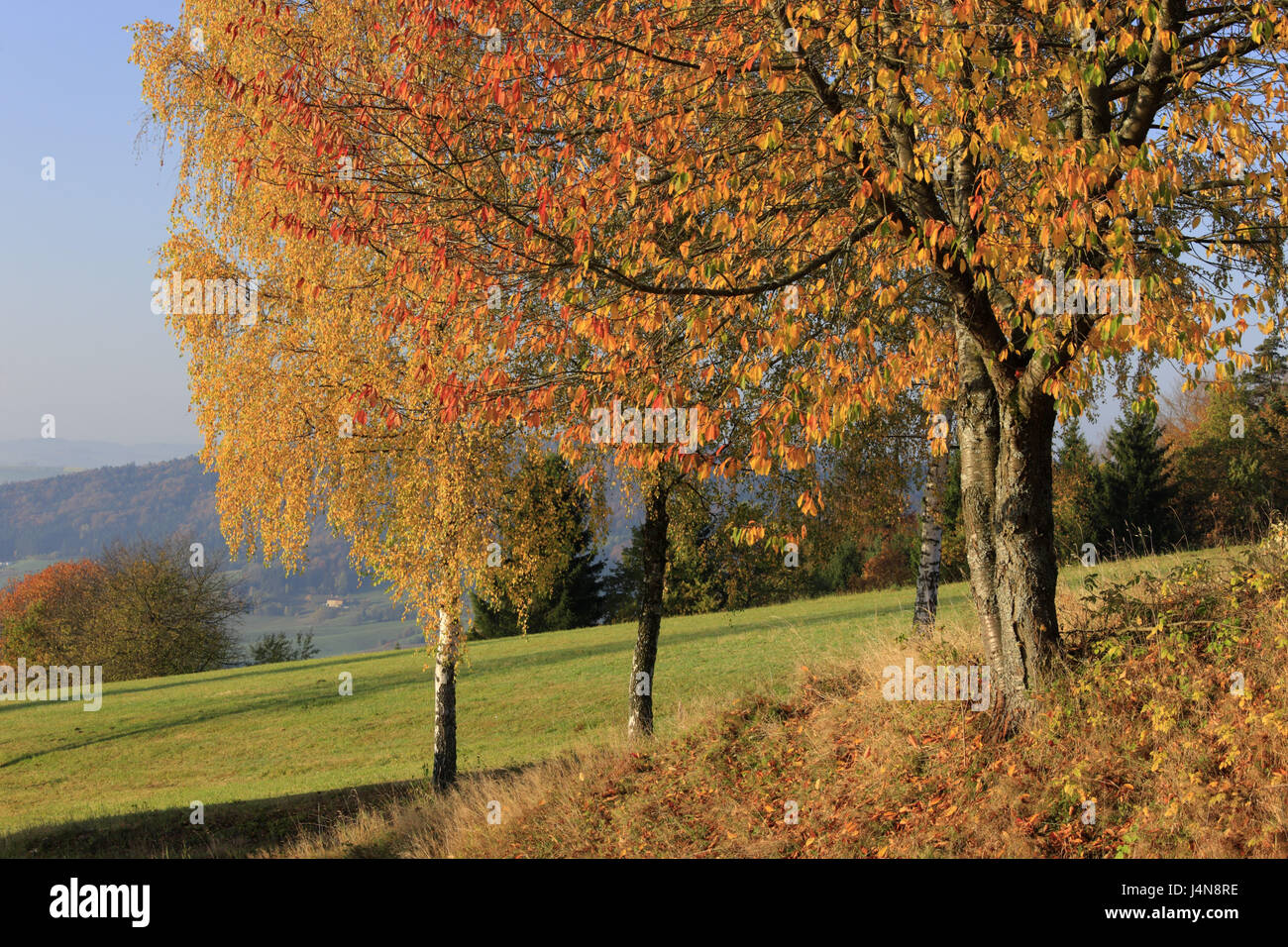 Germany, Lower Bavaria, the Bavarian Forest, autumn scenery Stock Photo ...