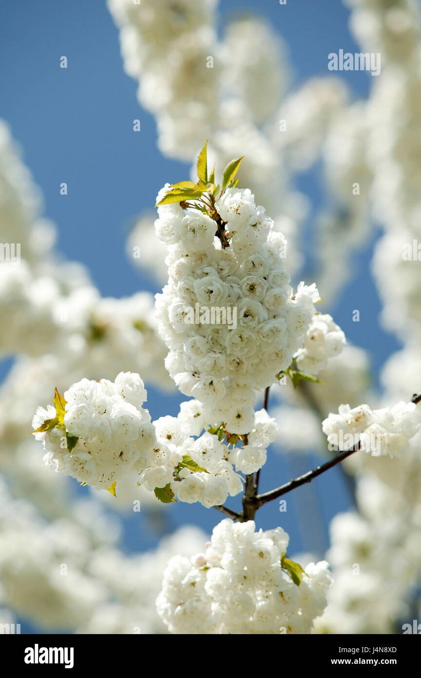 Almond tree branches hi-res stock photography and images - Alamy