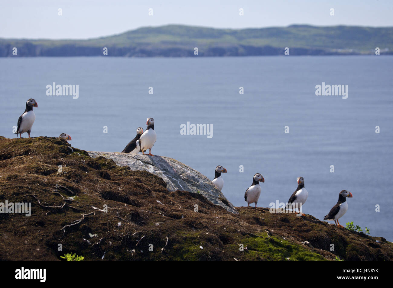 Newfoundland canada birds hi-res stock photography and images - Alamy