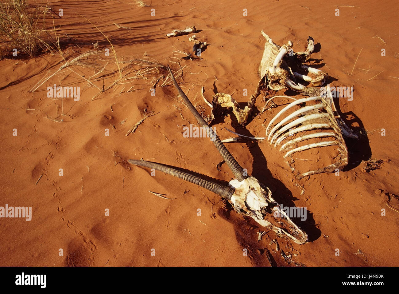 Namibia, Namib desert, animal corpse, South African spit vaulting horse ...