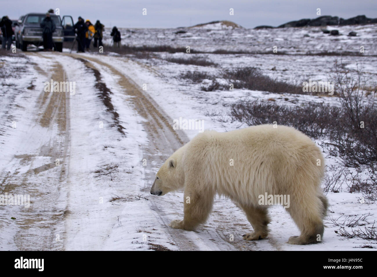 Polar bear, Ursus maritimus, street, cross, Churchill Wildlife ...