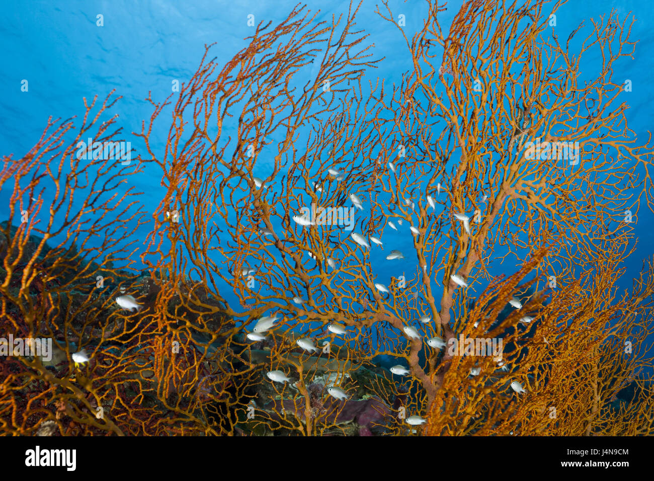 Underwater recording, fissure, Gorgonie, dream, fish, Chromis spec ...