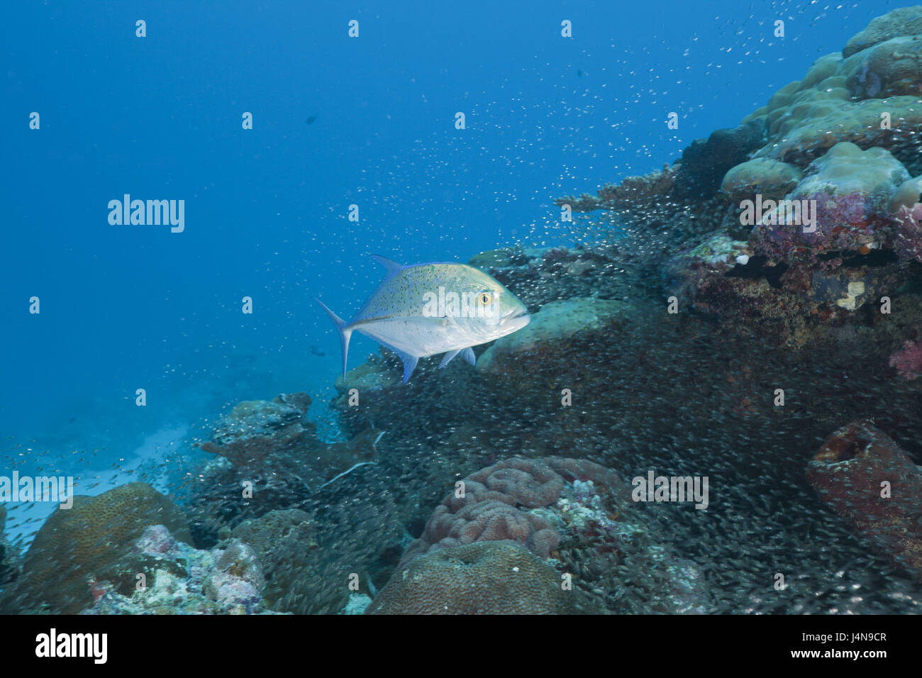 Underwater recording, blue fin horse mackerel, Caranx melampygus, go ...