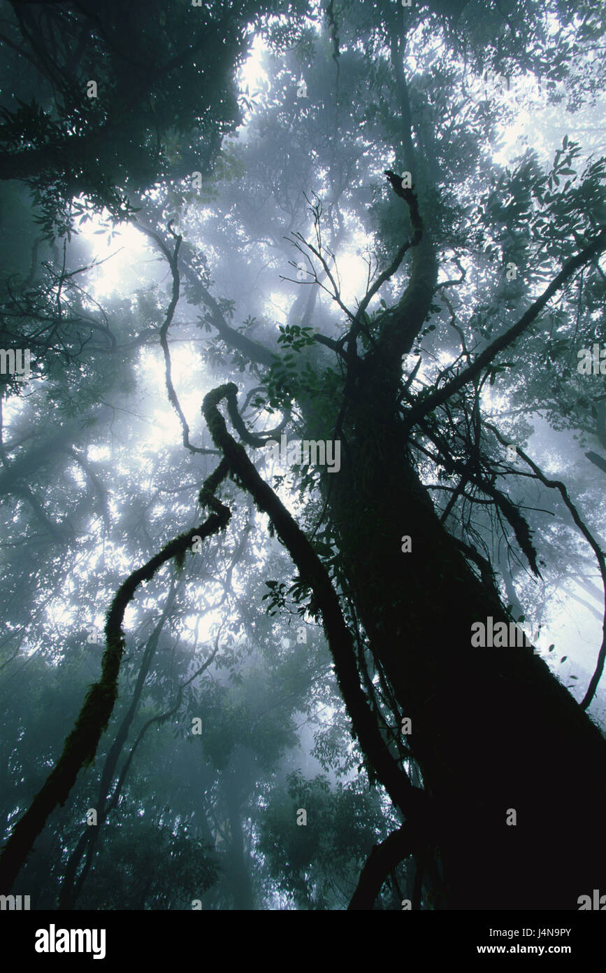 Medium Close Up Forest