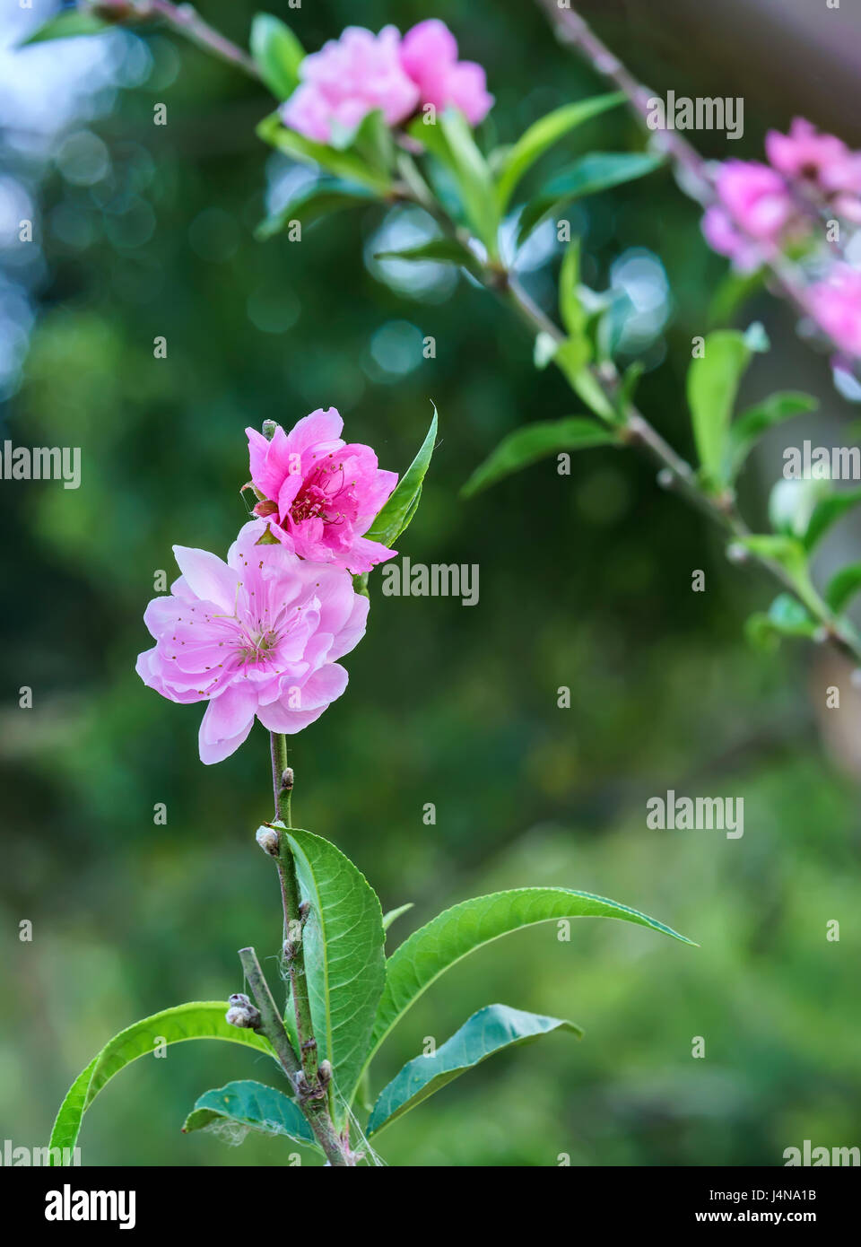 Cherry blossoms in the garden welcome air spring Stock Photo - Alamy