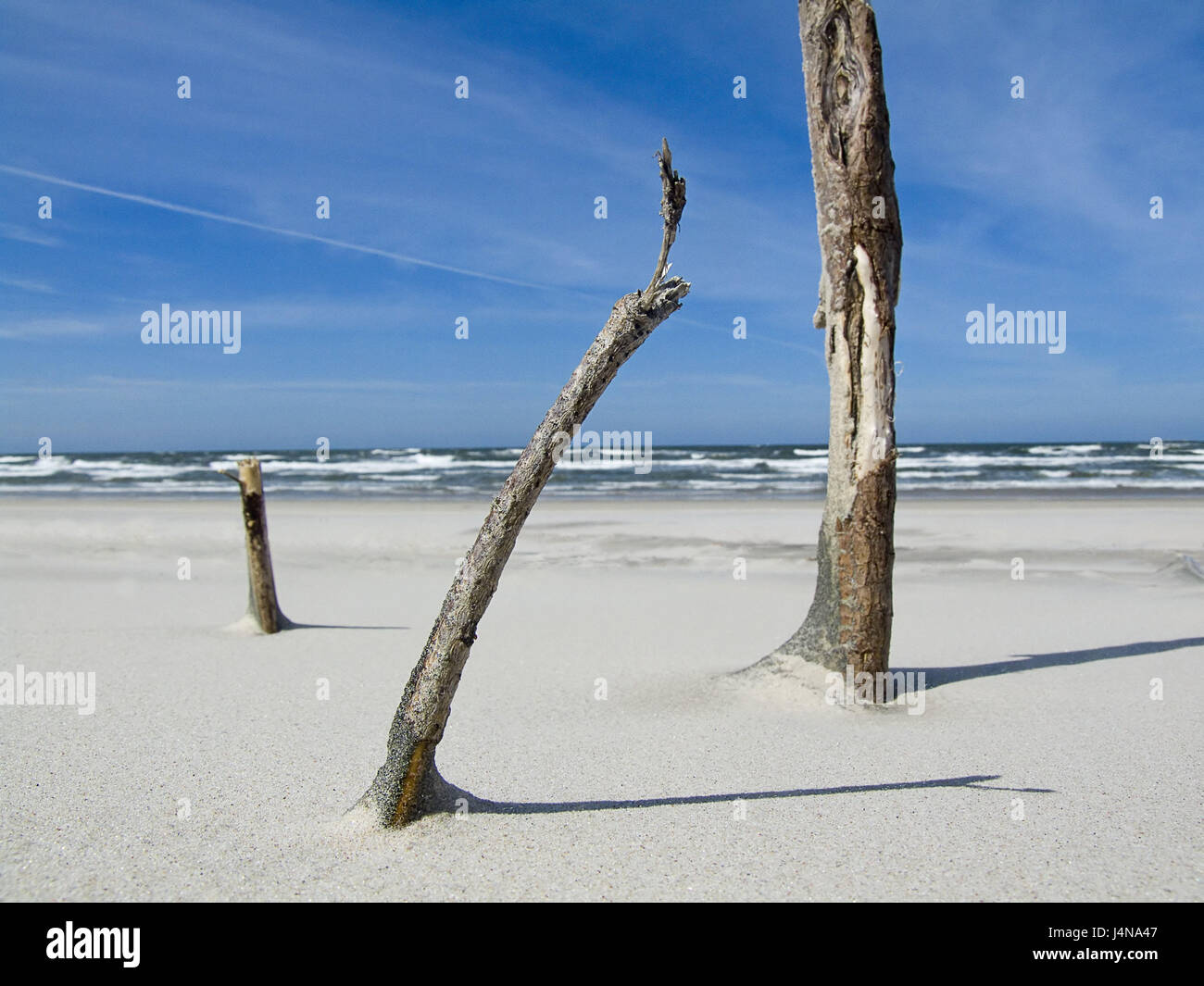 Weather beaten trees hi-res stock photography and images - Alamy
