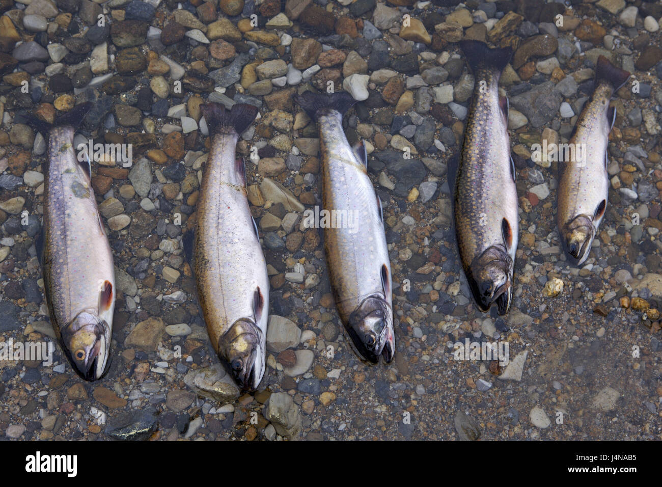 Newfoundland tuckamore lodge hi-res stock photography and images - Alamy