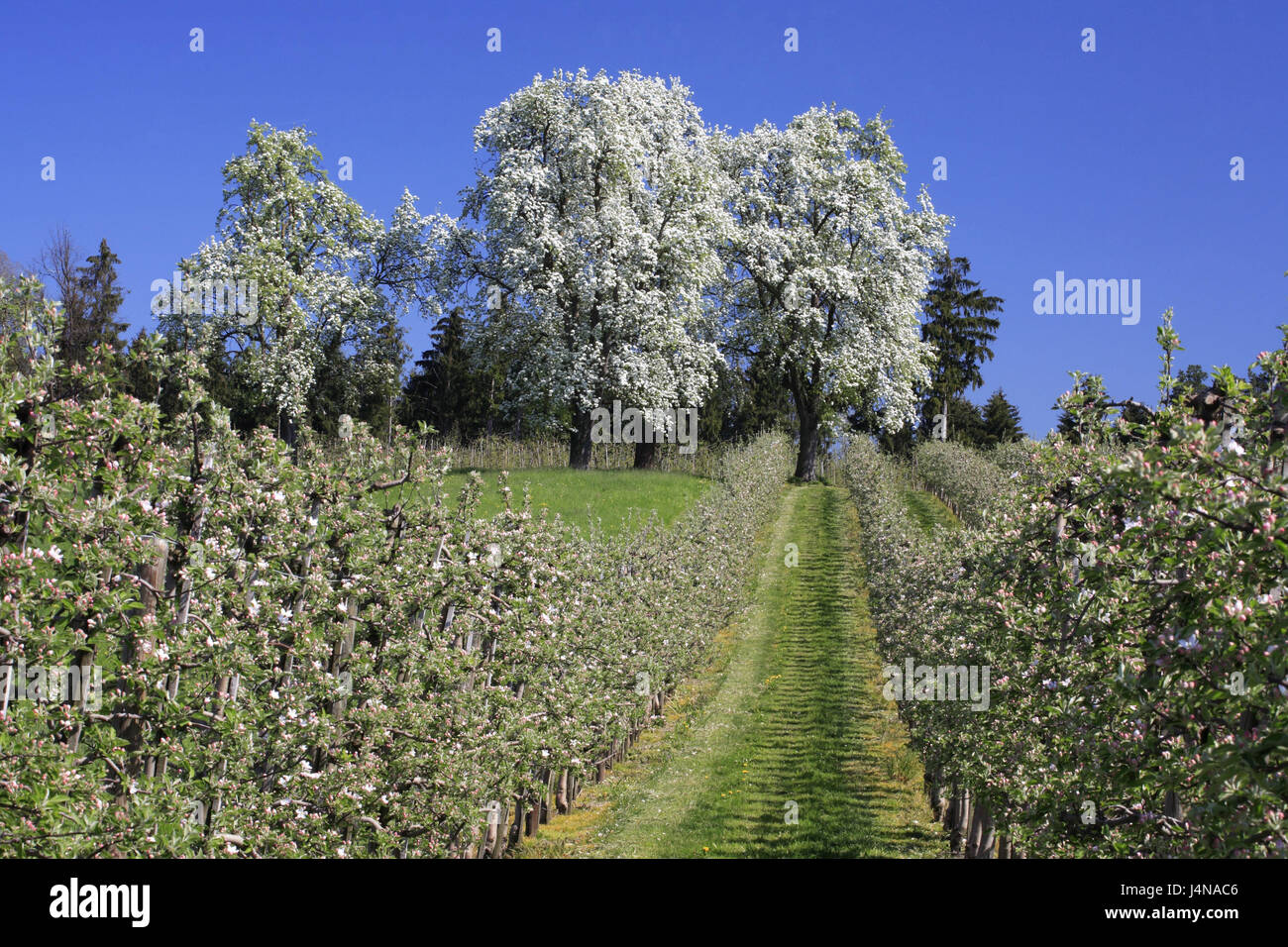 Germany, Bavaria, Allgäu, apple-trees, fruit-trees, apple plantation ...