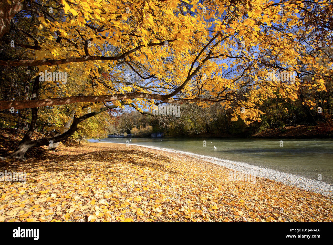 Germany, Bavaria, Munich, the Isar, shore, trees, autumn Stock Photo ...