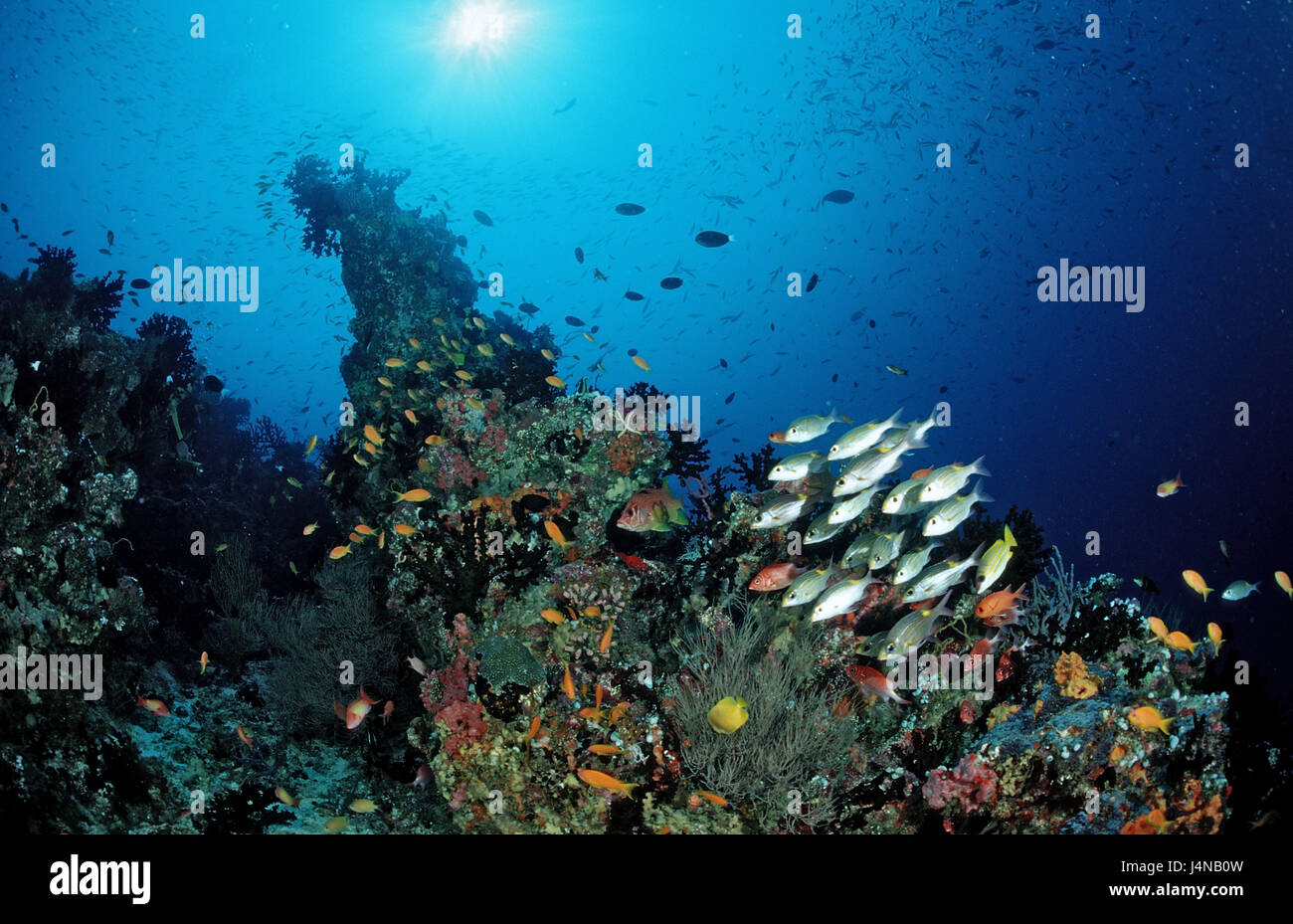 Reef fish hi-res stock photography and images - Alamy