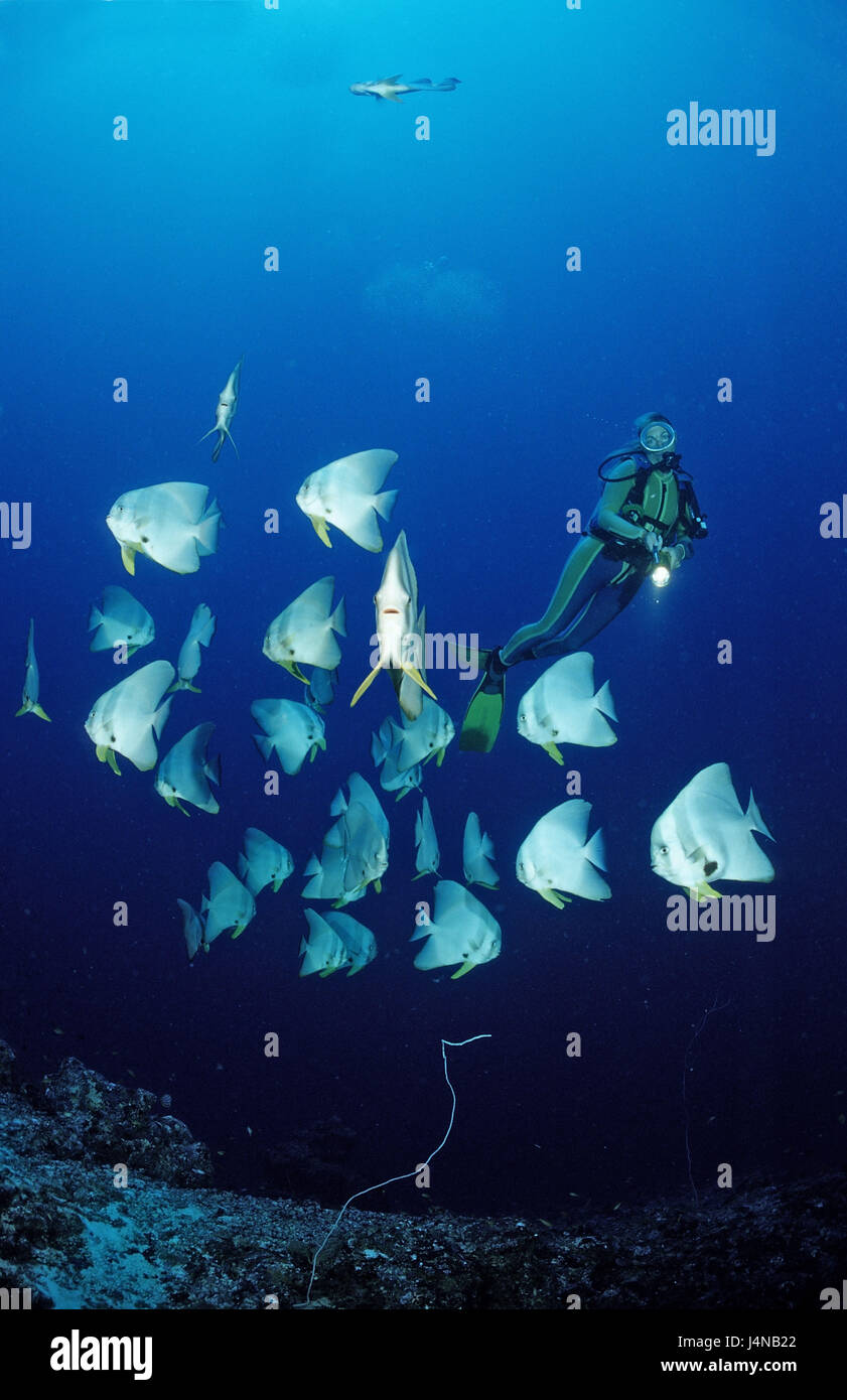 Long fin fish hi-res stock photography and images - Alamy